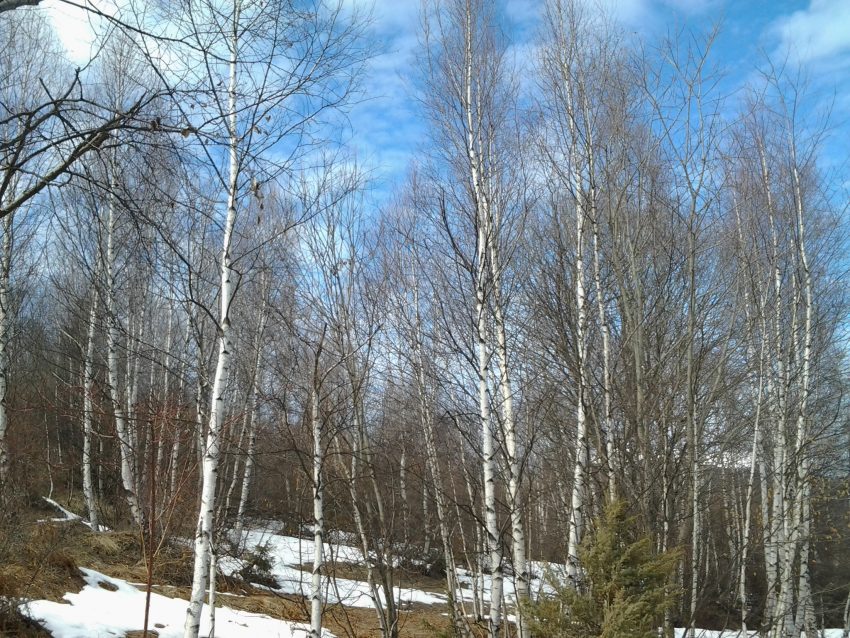 Kjo bimë ju ndihmon të kuroni sëmundjet reumatike – Ekonomia Online